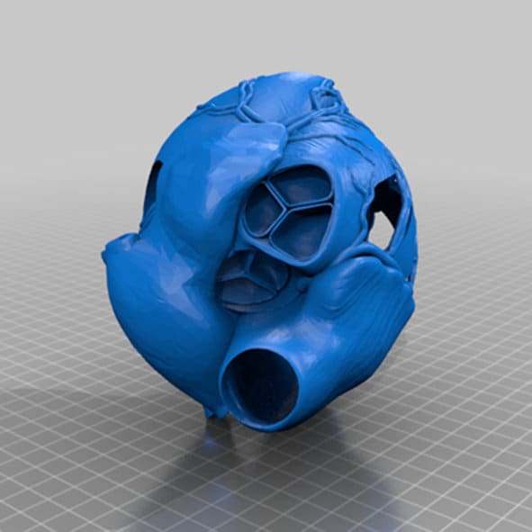 Over 30 Human Anatomy Parts 3D Printable Stl - Etsy