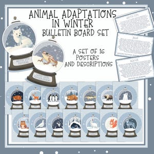 Winter Animal Adaptations Bulletin Board Set | Winter Animals ...