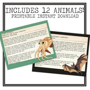 Animal Adaptations Bulletin Board | Classroom Science Decor Posters for ...