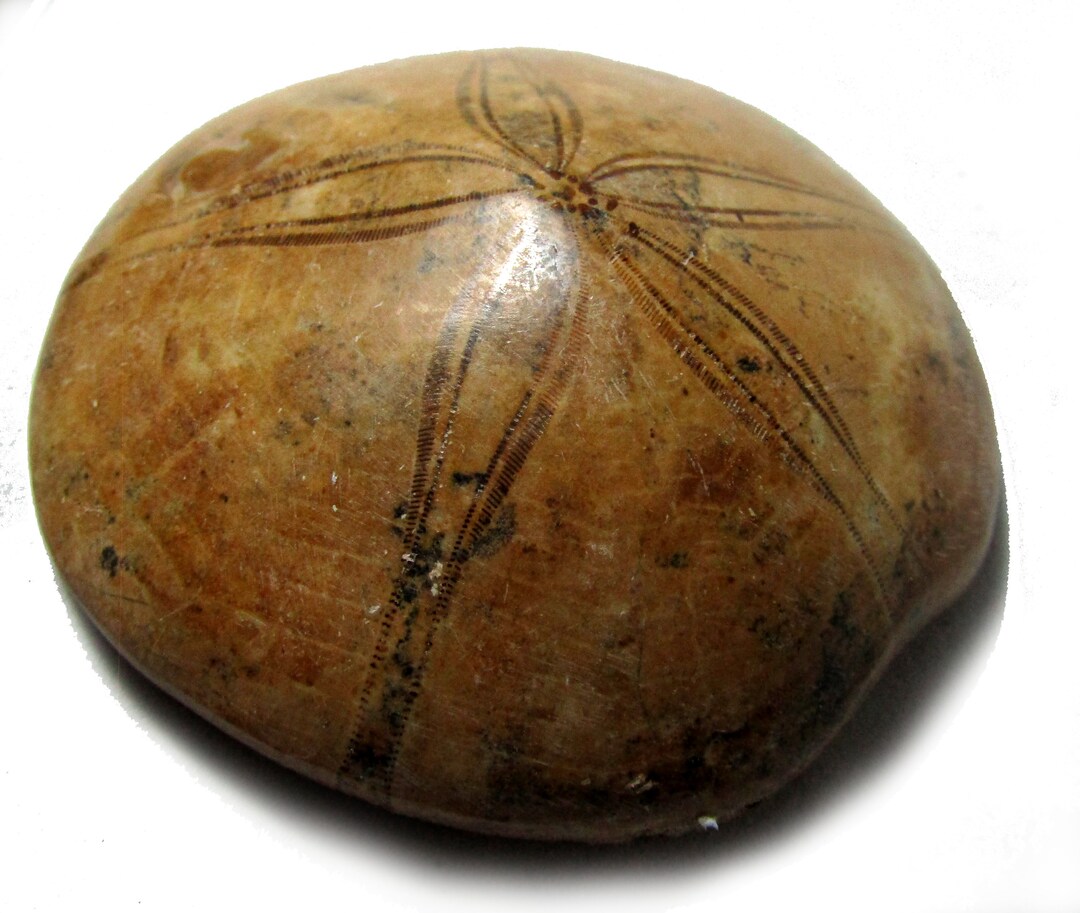 Hedgehog Fossil Mepygurus Depressus, 75-85 Grams - Madagascar - Etsy