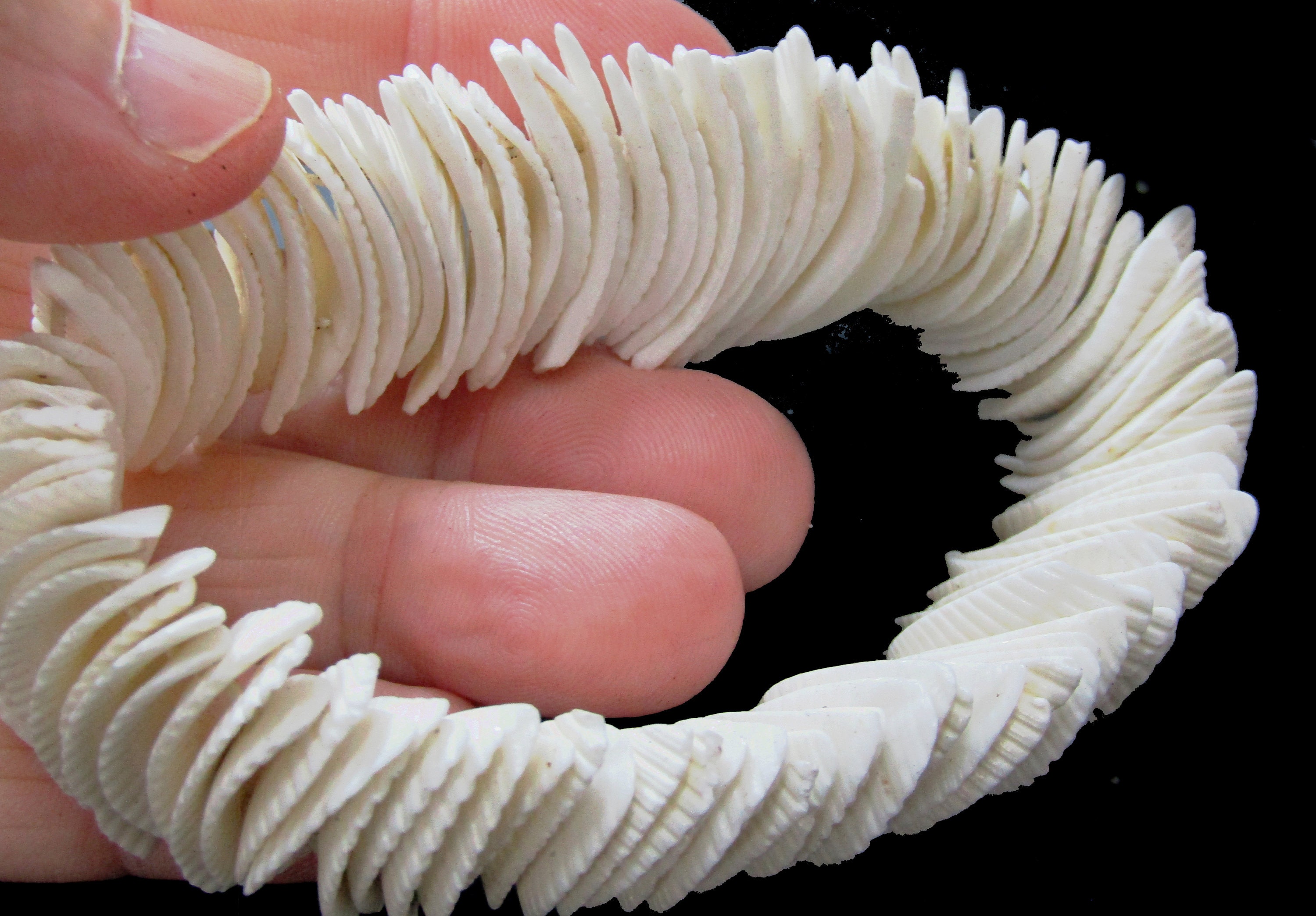 Caribbean Bracelet Made of Seashells - Etsy