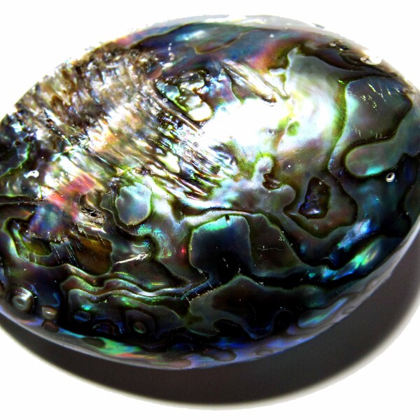 Abalone Shell - Etsy