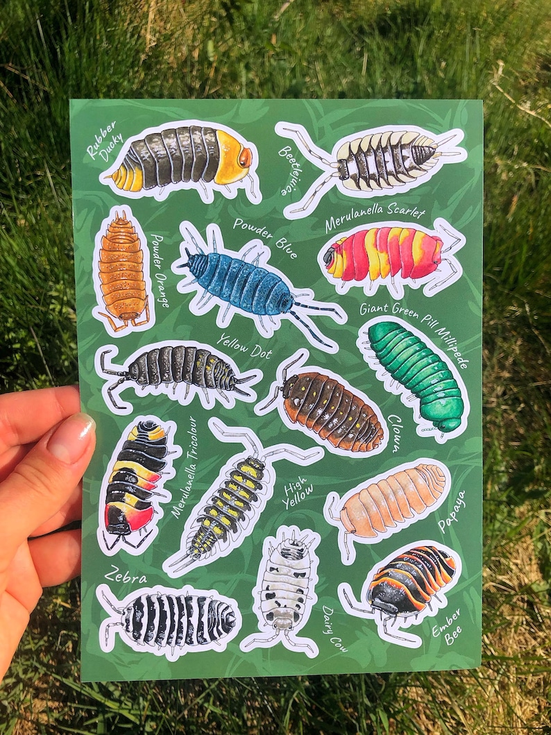 Isopod Sticker Sheet With 9 Eco Paper Stickers - Etsy