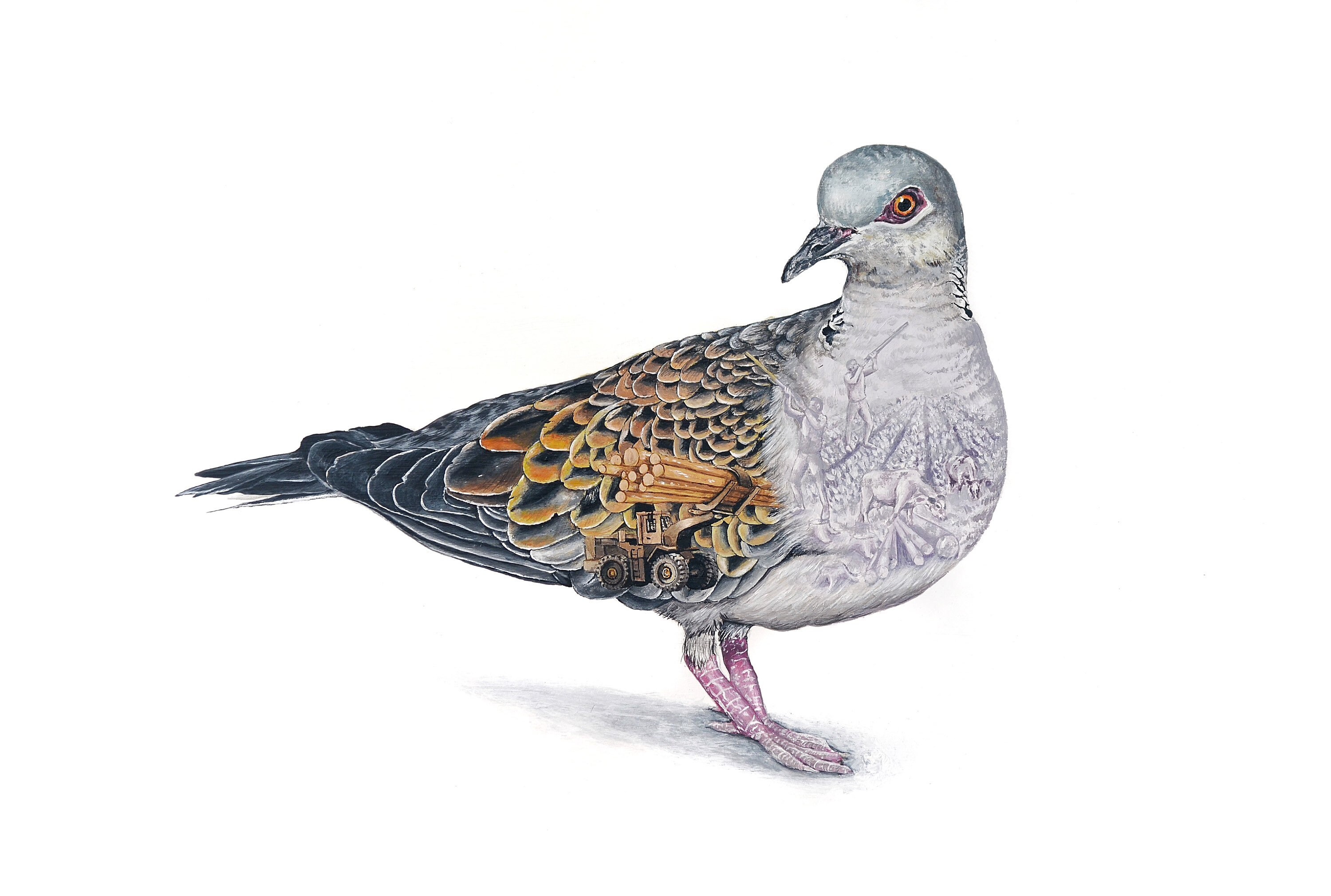 Turtle Dove Painting Conservation Endangered Species Art Limited ...