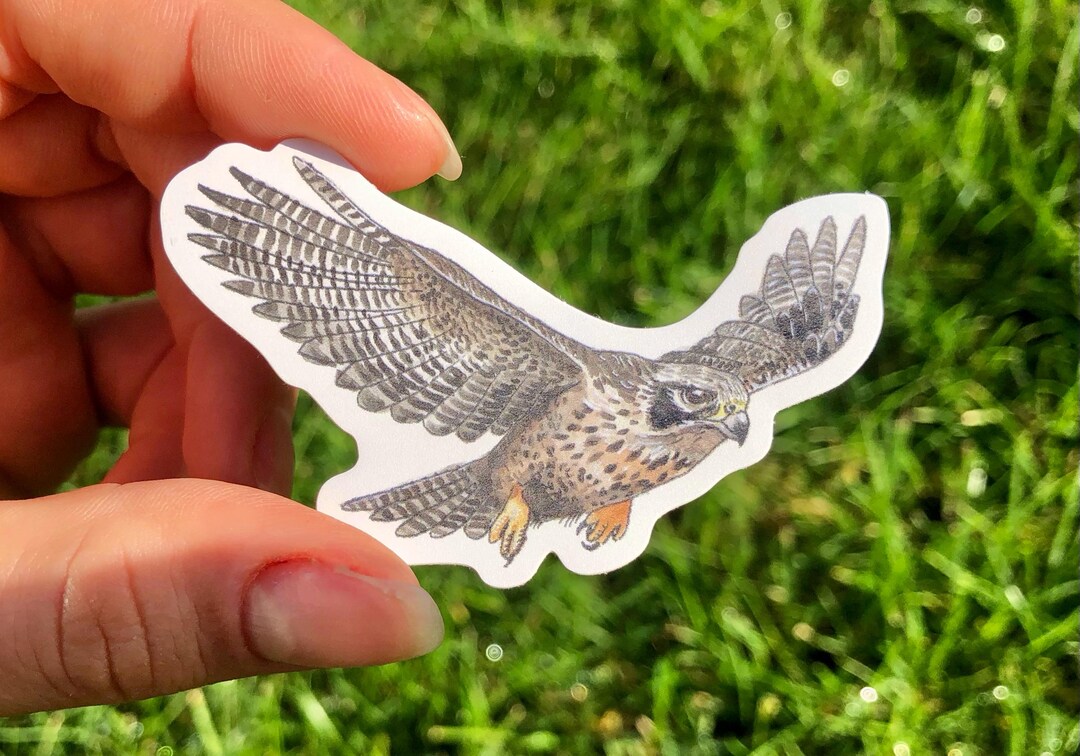 Peregrine Falcon Sticker Waterproof Individual Die-cut Sticker ...