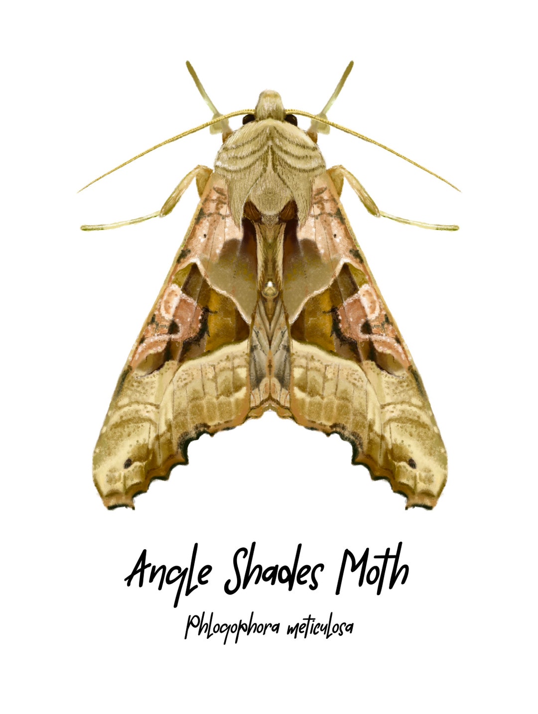 Angle Shades Moth Fine Art Print A5 Illustration Drawing - Etsy
