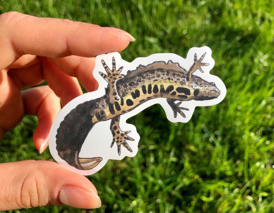 Newt Sticker Waterproof Individual Die-cut Sticker Watercolour Great ...