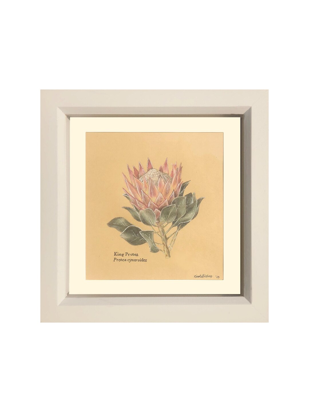Original Illustration of King Protea in Oil Based Coloured Pencils ...