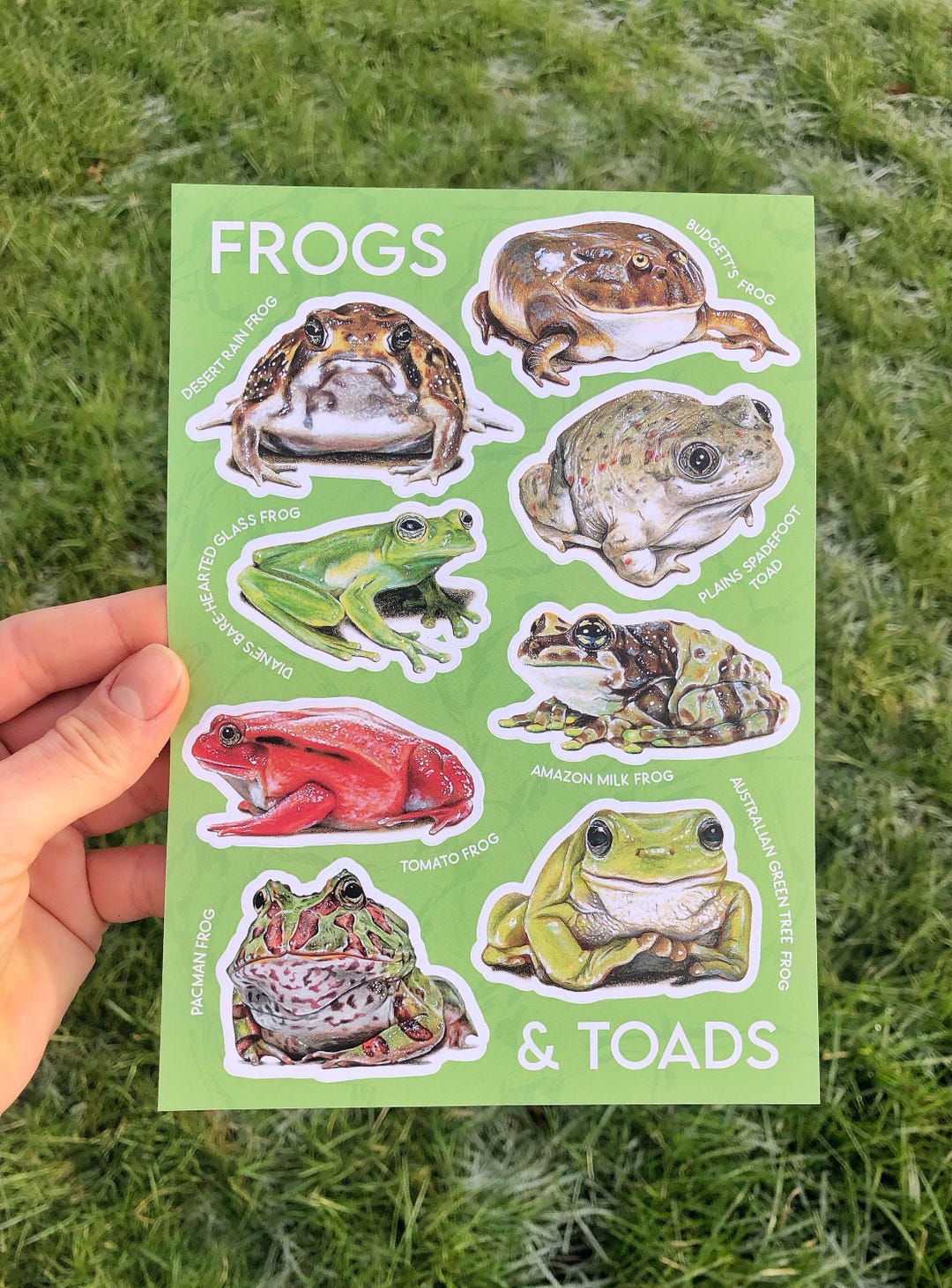 Frogs and Toads Sticker Sheet With 8 Eco Paper Stickers - Etsy