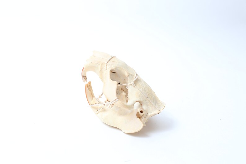 Beaver Skull, Skull, Taxidermy Skull - Etsy