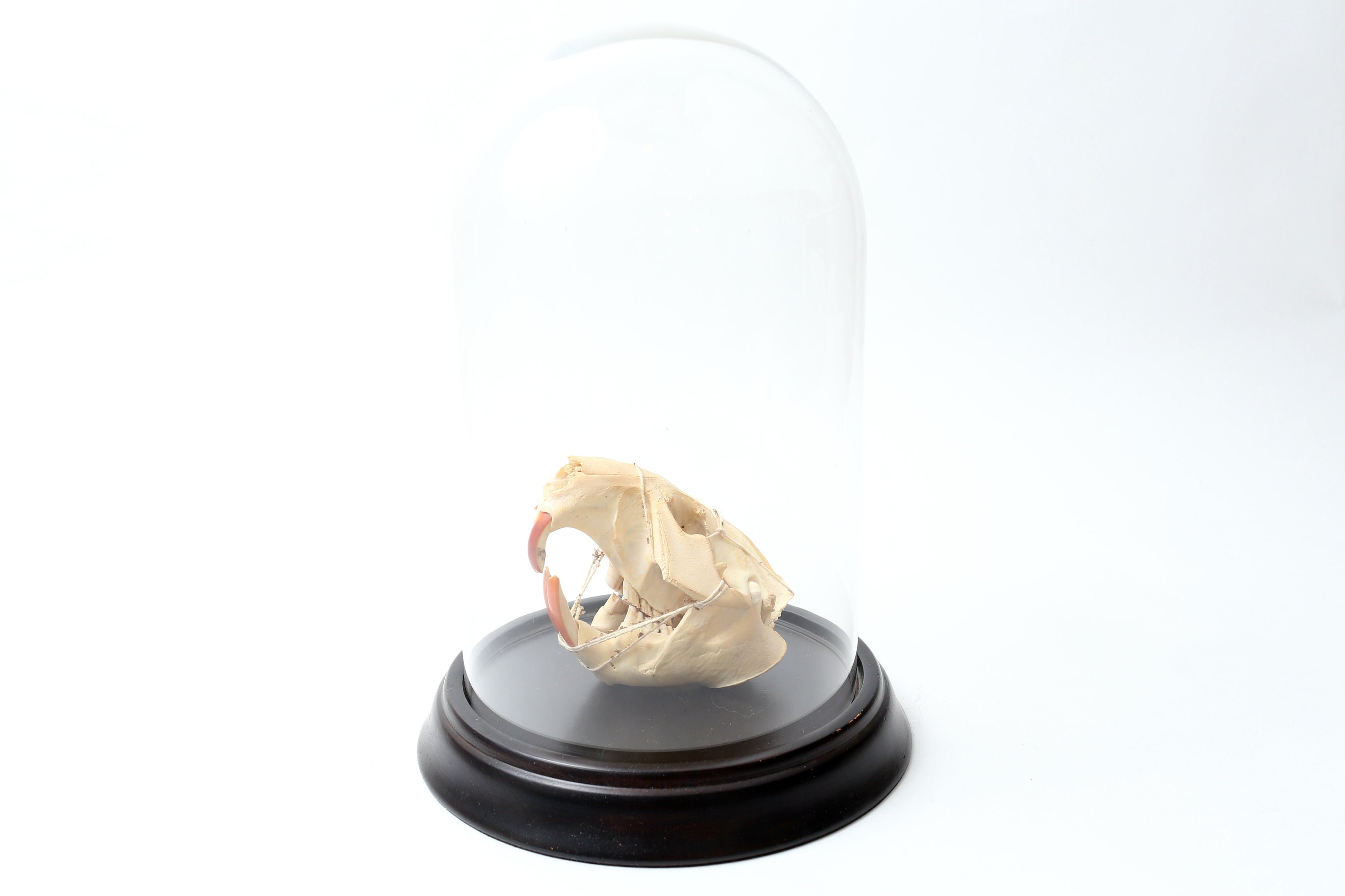 Beaver Skull, Skull, Taxidermy Skull - Etsy