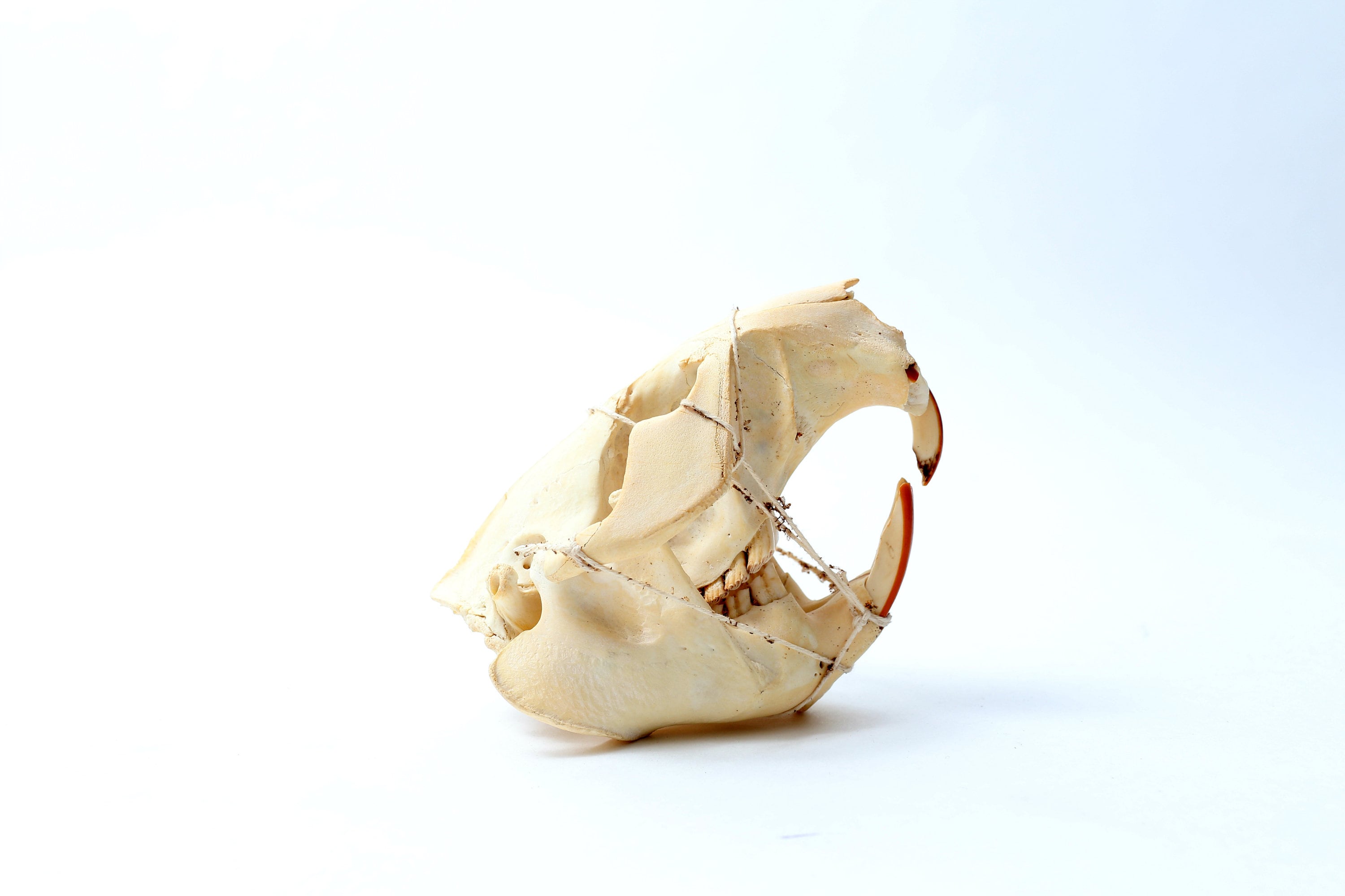 Beaver Skull, Skull, Taxidermy Skull - Etsy