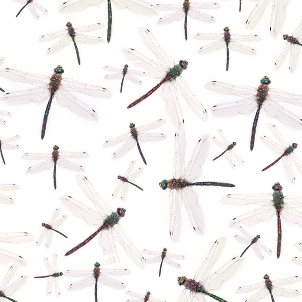 World Map Canvas Dragonflies in Flight on White - Etsy