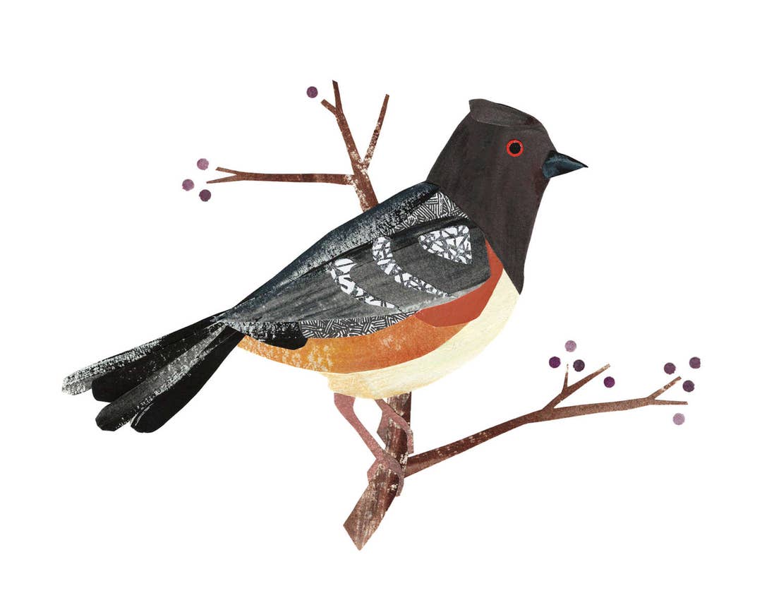 Spotted Towhee - Giclee Print of an Original Collage - Etsy
