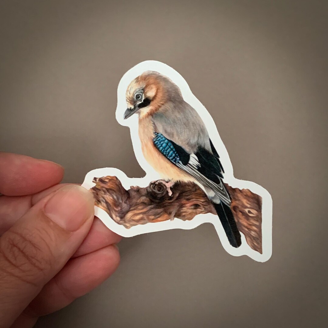 Eurasian Jay Bird – Vinyl Sticker - Etsy