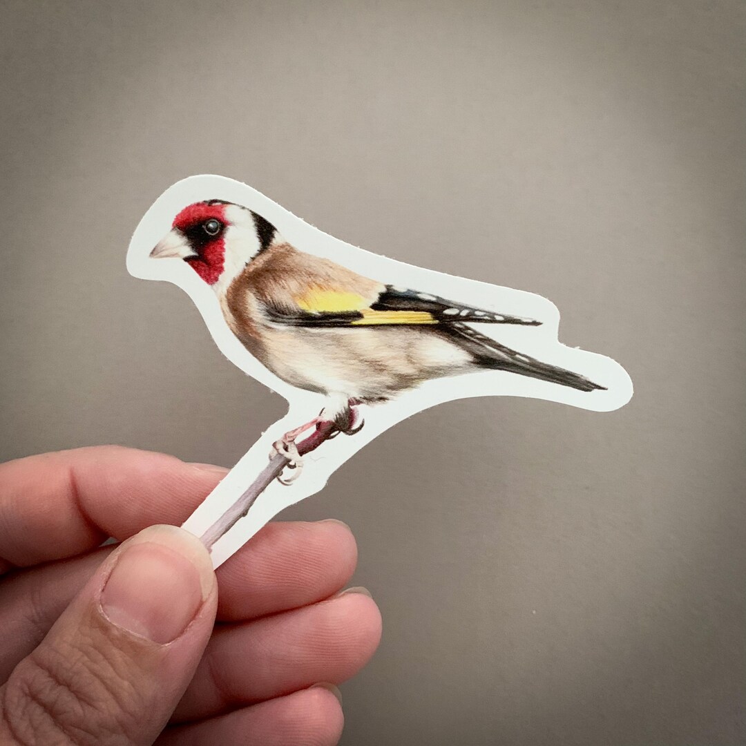 Goldfinch – Vinyl Bird Sticker - Etsy