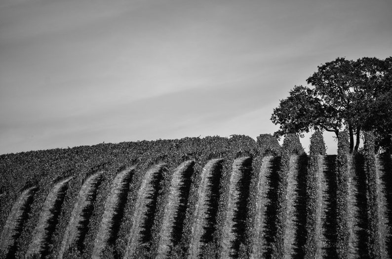 Black and White Landscape Photography, Fine Art Photography, Wine ...
