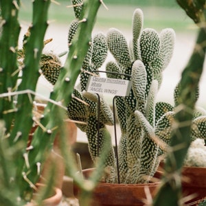 Opuntia Microdasys Albata 'angel Wings' Cactus - Etsy