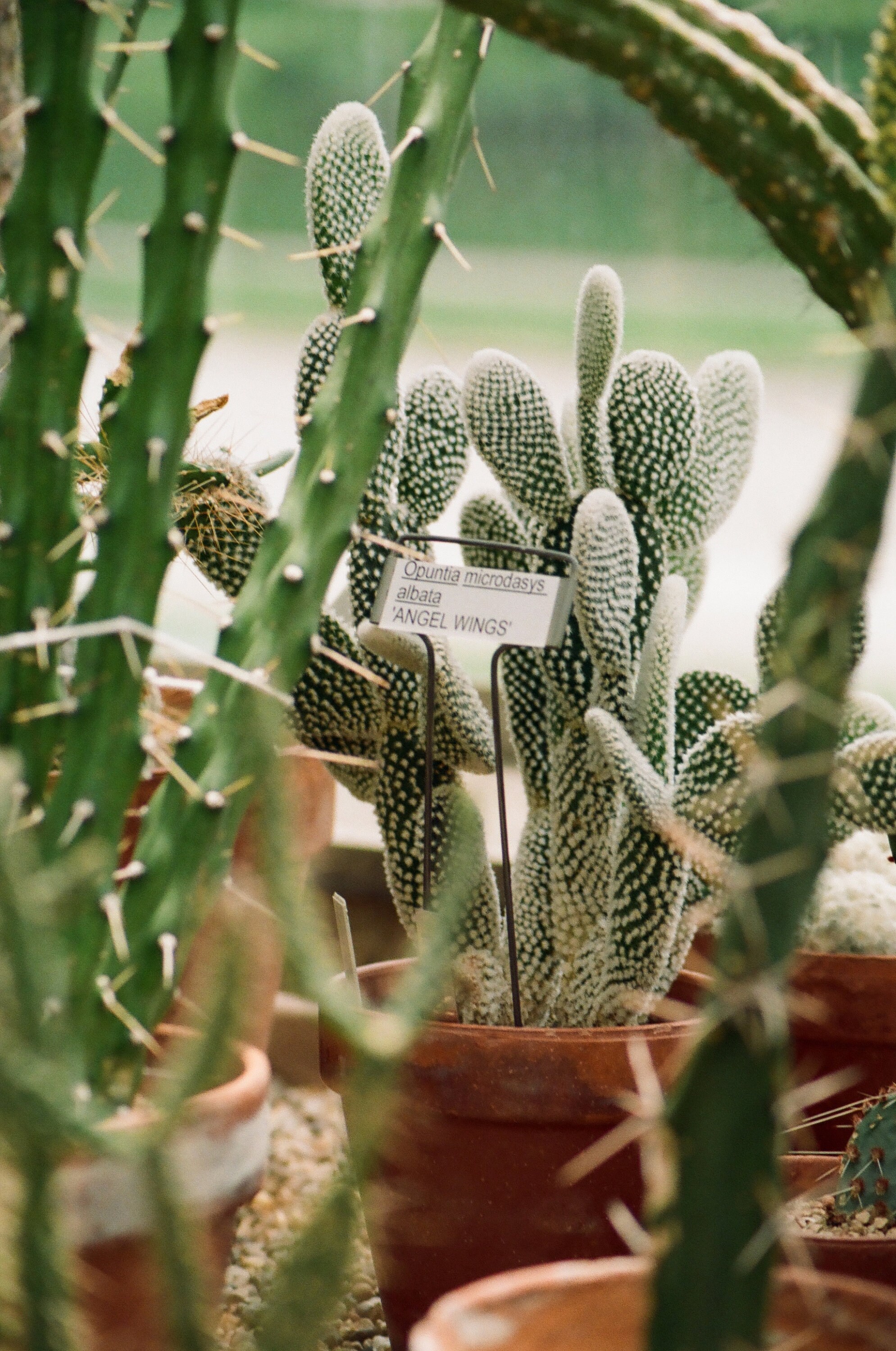 Opuntia Microdasys Albata 'angel Wings' Cactus - Etsy