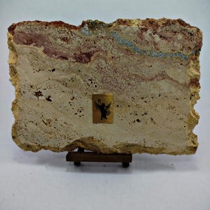 Leptomeryx, Ruminant Deer Fossil, Oligocene Age, North America, Fresco ...