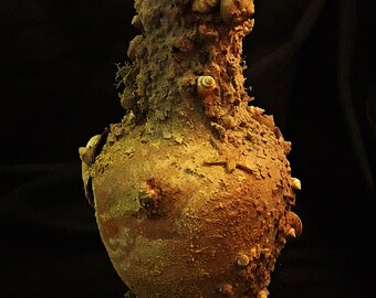 Antique Replica Pottery - Etsy