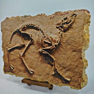 Leptomeryx, Ruminant Deer Fossil, Oligocene Age, North America, Fresco ...