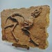 Leptomeryx, Ruminant Deer Fossil, Oligocene Age, North America, Fresco ...