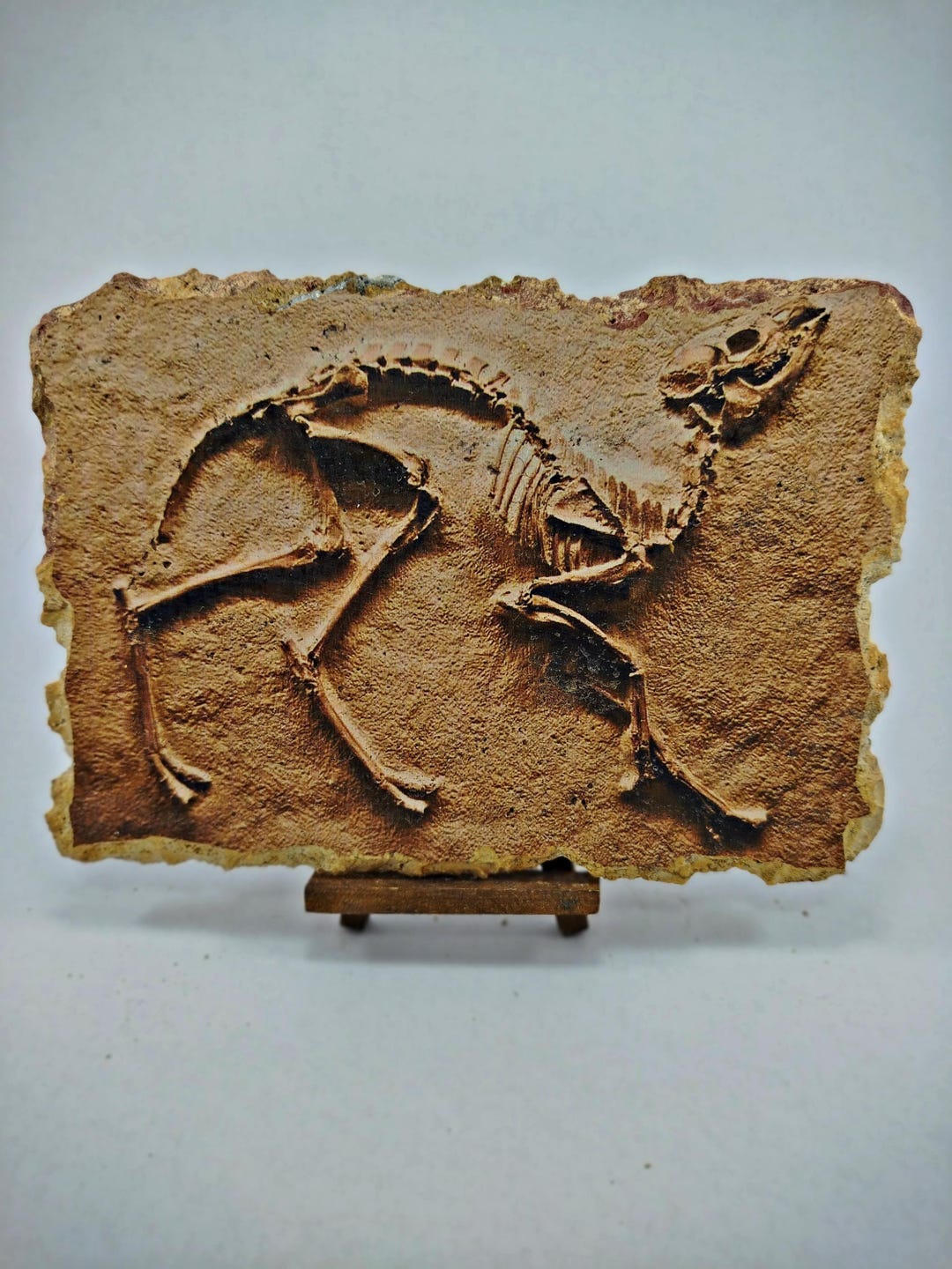 Leptomeryx, Ruminant Deer Fossil, Oligocene Age, North America, Fresco ...