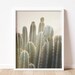Faded Stick Cactus - Etsy