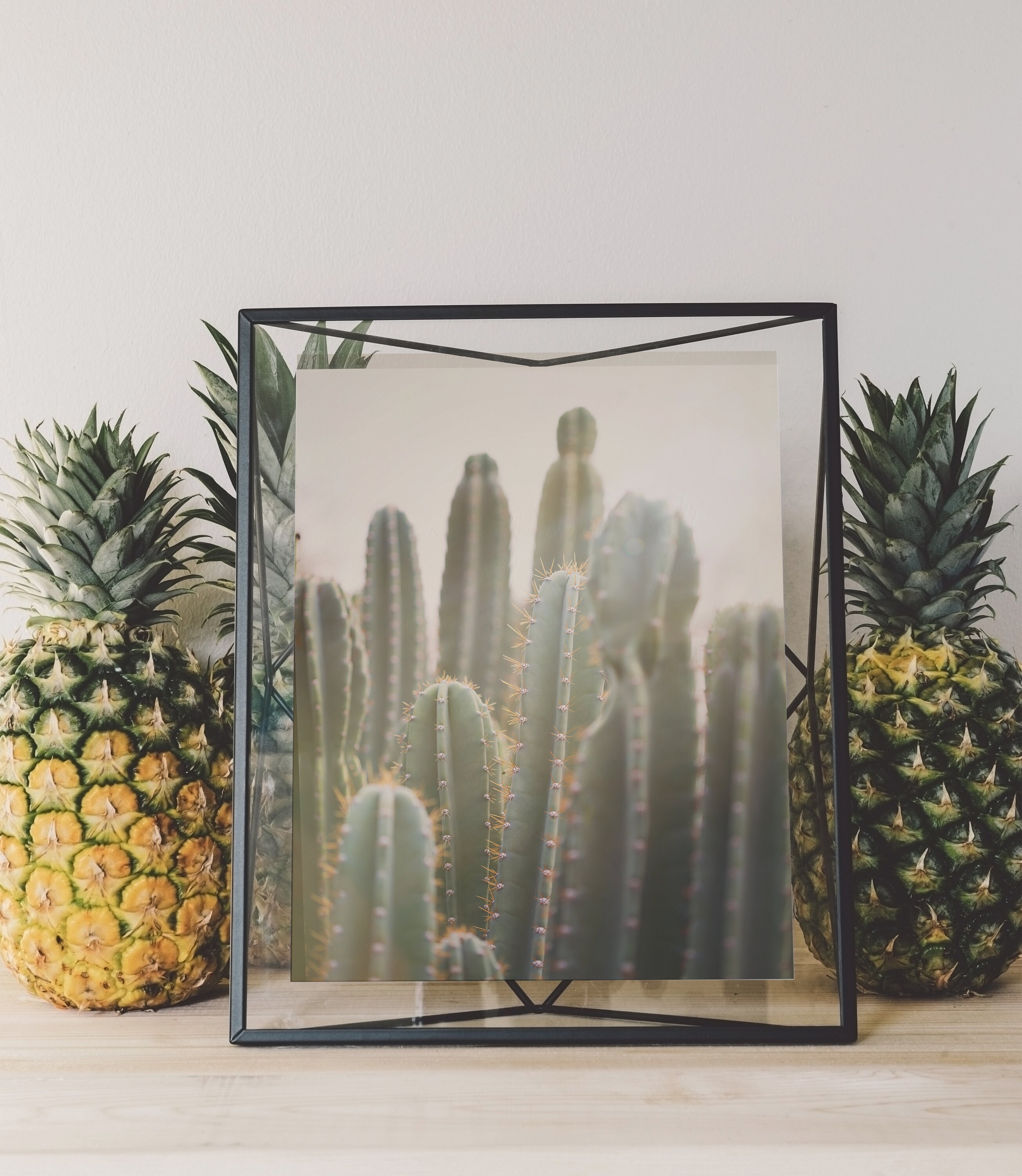 Faded Stick Cactus - Etsy