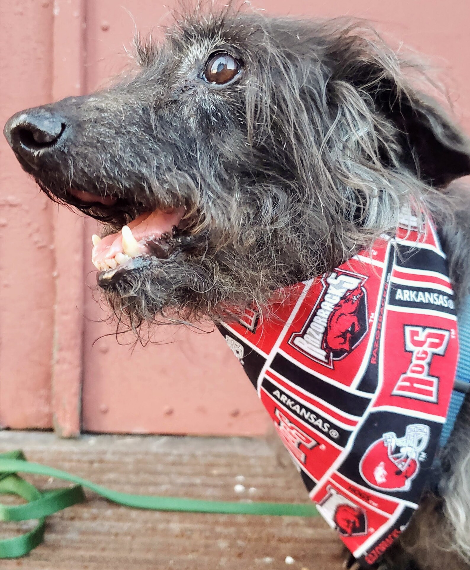 Buckle Dog Bandana Dog Pet Cat Bandanna University of Arkansas - Etsy