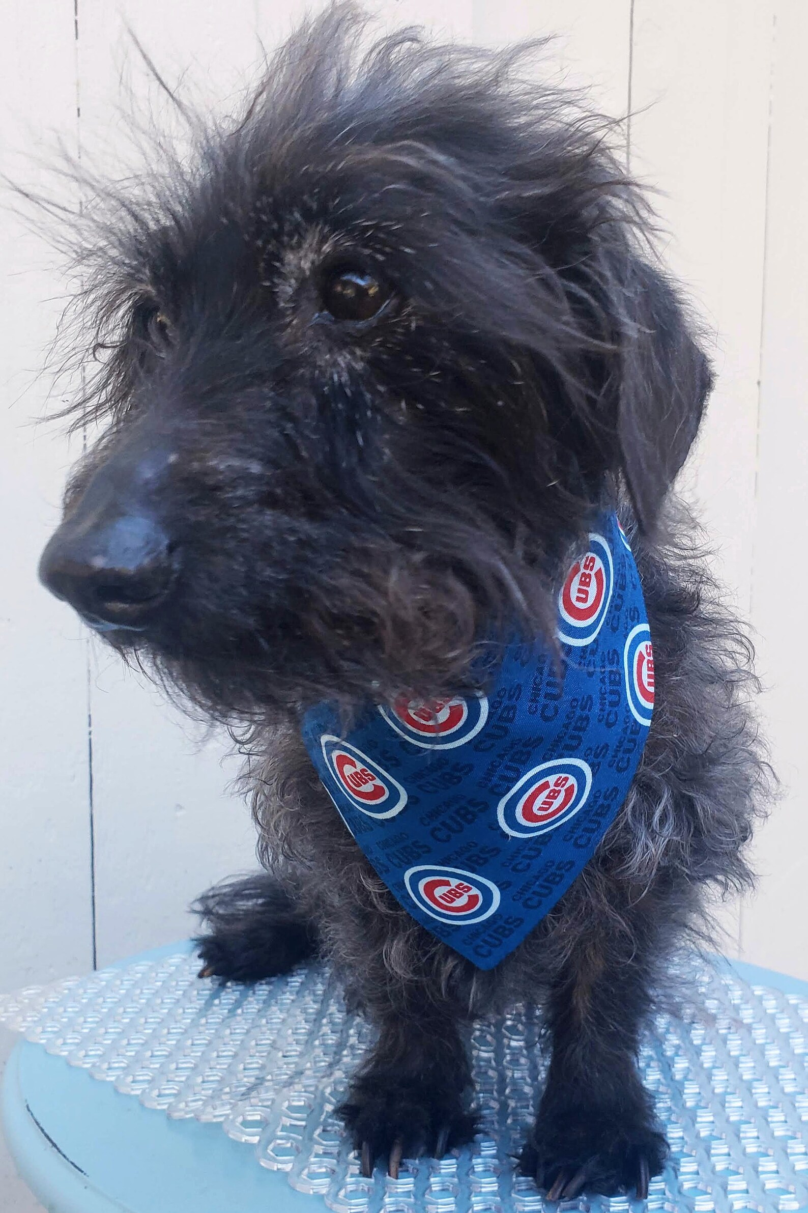 Buckle Dog Bandana Dog Pet Cat Bandanna CHICAGO CUBS Major - Etsy