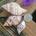 Banded Tulip Shells - per Dozen - Florida Gulf Coast Seashells - Bulk ...