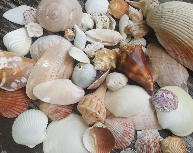 Assorted Florida Gulf Coast Seashells - per Lb - Bulk Shells - for ...