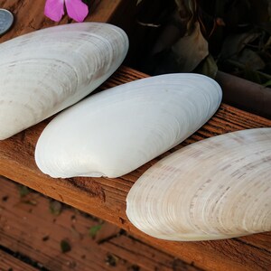 Sunray Venus Shells, Size Giant (4.5"- 5.5") - per 6 Shells - Florida ...