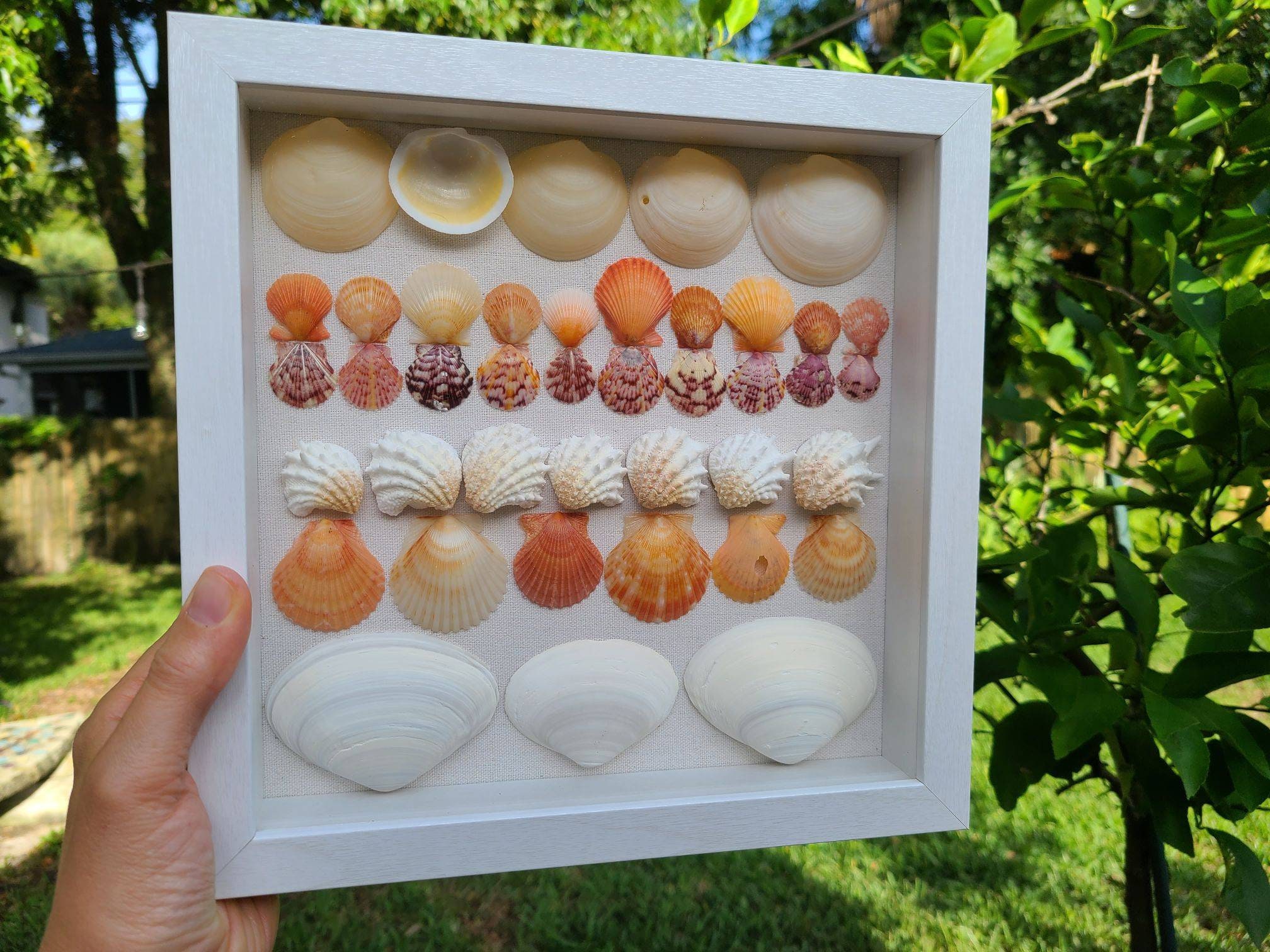 Bright and Sunny - Seashell Shadow Box - Framed Florida Beach Home ...