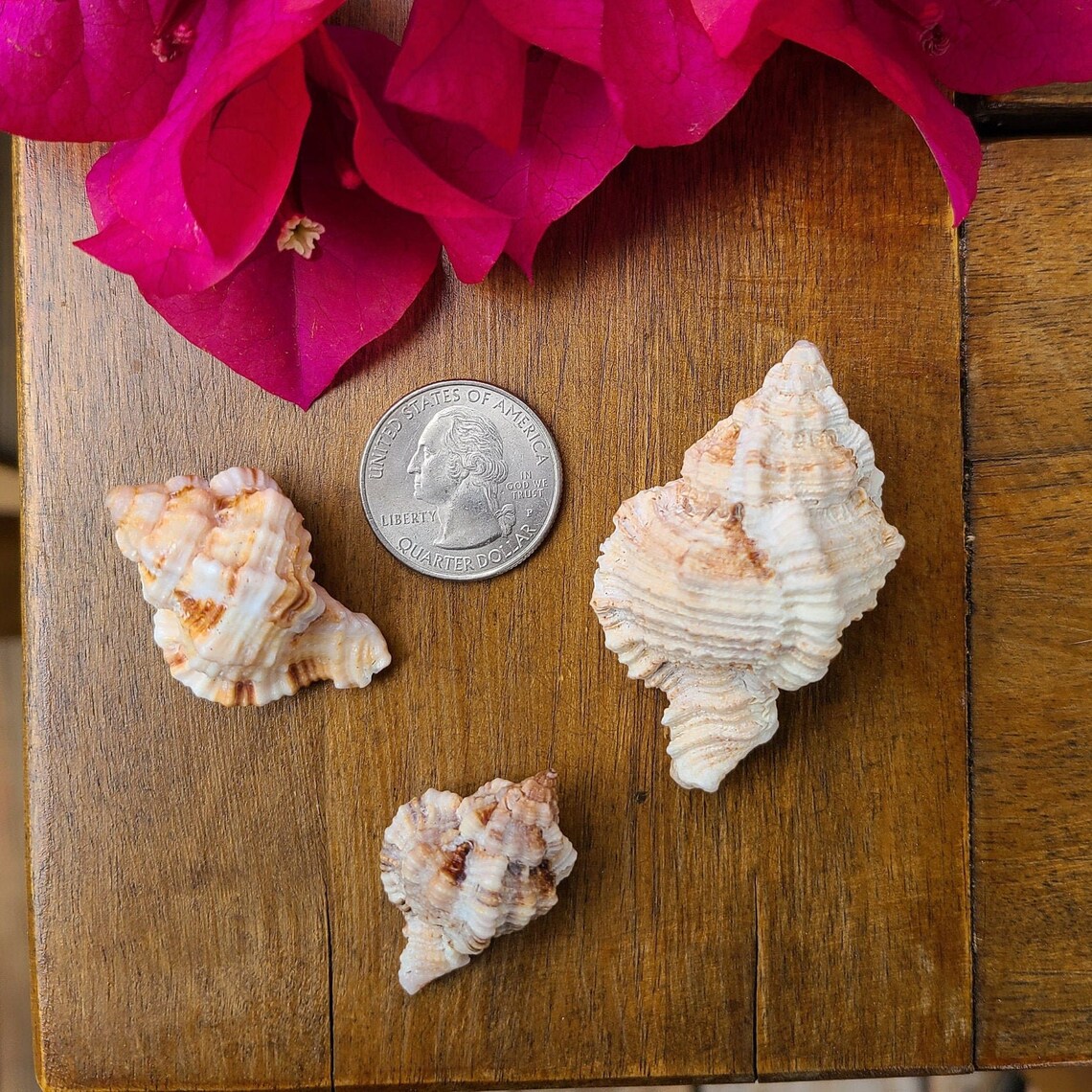 Apple Murex Shells - per Dozen - Natural Shells - for Crafting, Beach ...