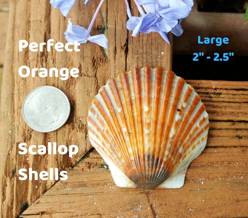 Perfect Orange Scallop Shells Size Large 2 | Etsy