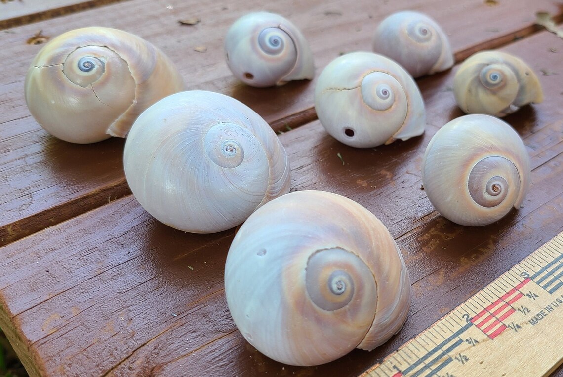 Eight Large Moon Shells Shark Eyes Bulk Florida Gulf Coast | Etsy