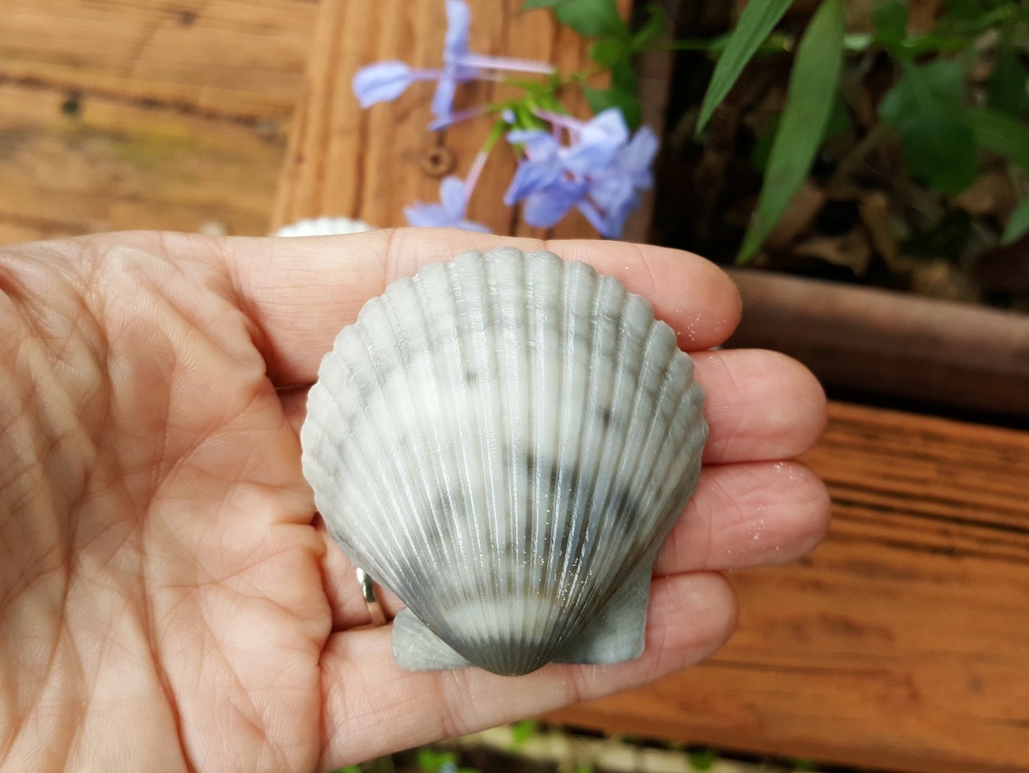 Perfect Gray Scallop Shells per Dozen Florida Gulf Coast | Etsy