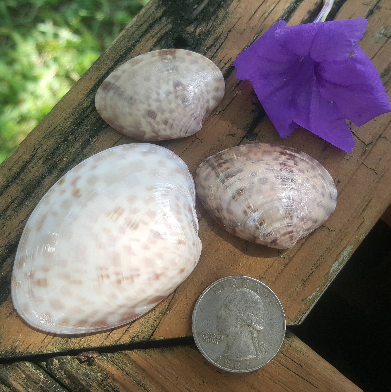 Calico Clam Shells per 8 Oz 75 Pieces Florida Gulf | Etsy