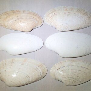 Sunray Venus Shells, Size Giant (4.5"- 5.5") - per 6 Shells - Florida ...
