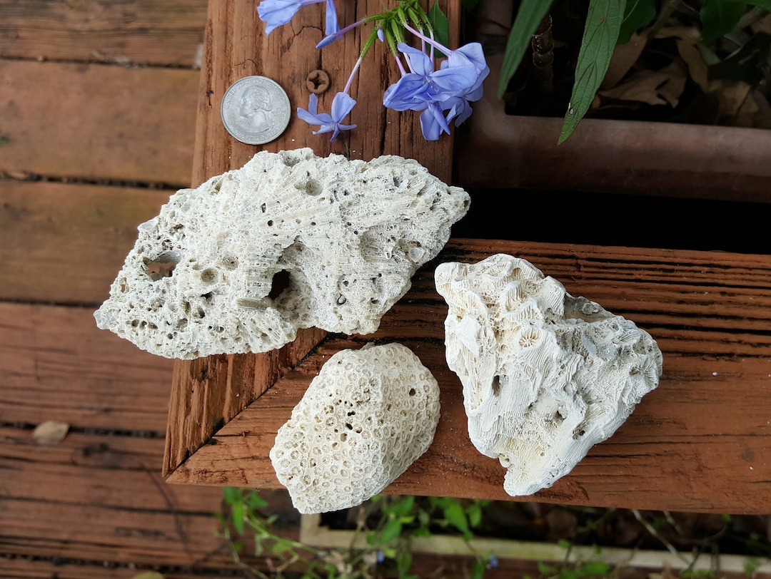 Natural Coral Chunks - Large - per 1 Lb / 16 Oz Lot - Florida Gulf ...