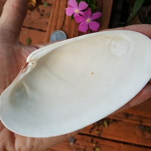 Sunray Venus Shells, Size Giant (4.5"- 5.5") - per 6 Shells - Florida ...