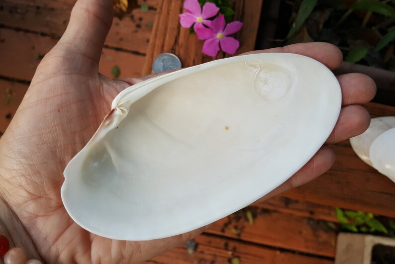 Sunray Venus Shells, Size Giant 4.5 5.5 per 6 Shells Florida Gulf Coast ...