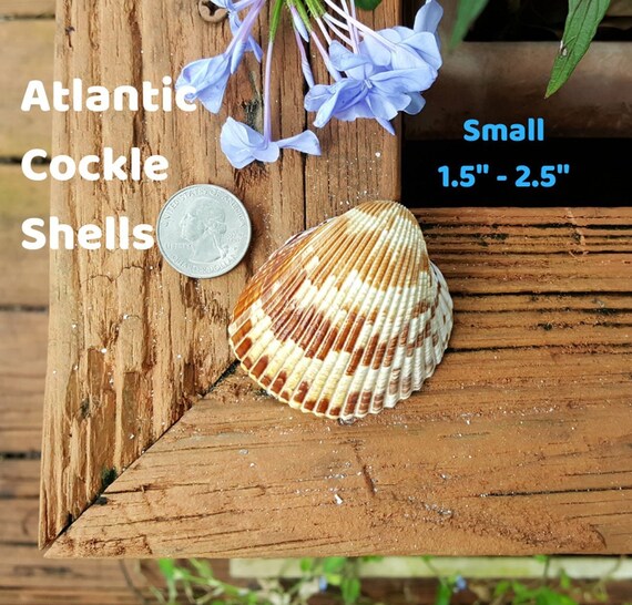 Cockle Shells Small per 8 Florida Gulf Coast Bulk | Etsy