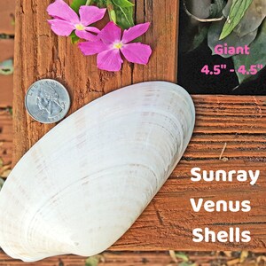 Sunray Venus Shells, Size Giant (4.5"- 5.5") - per 6 Shells - Florida ...