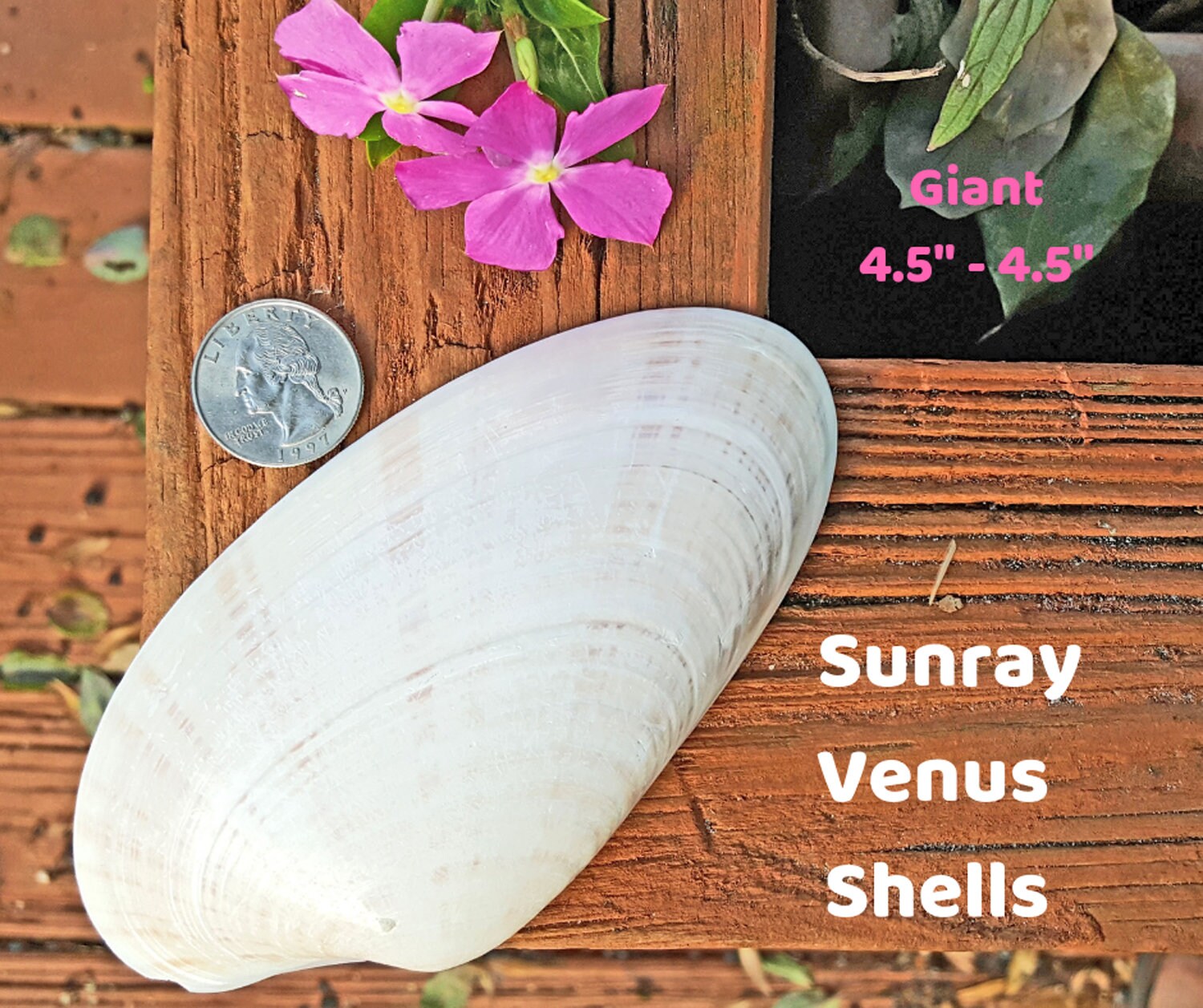 Sunray Venus Shells, Size Giant 4.5 5.5 per 6 Shells Florida Gulf Coast ...