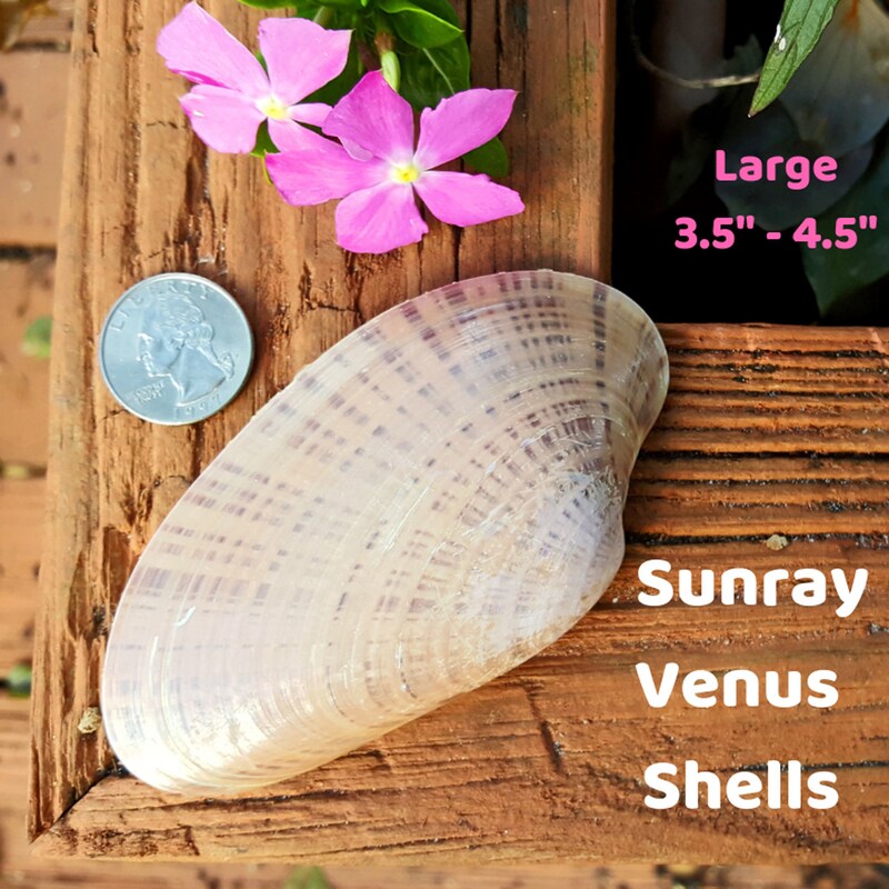 Painted Clam Shell - Etsy