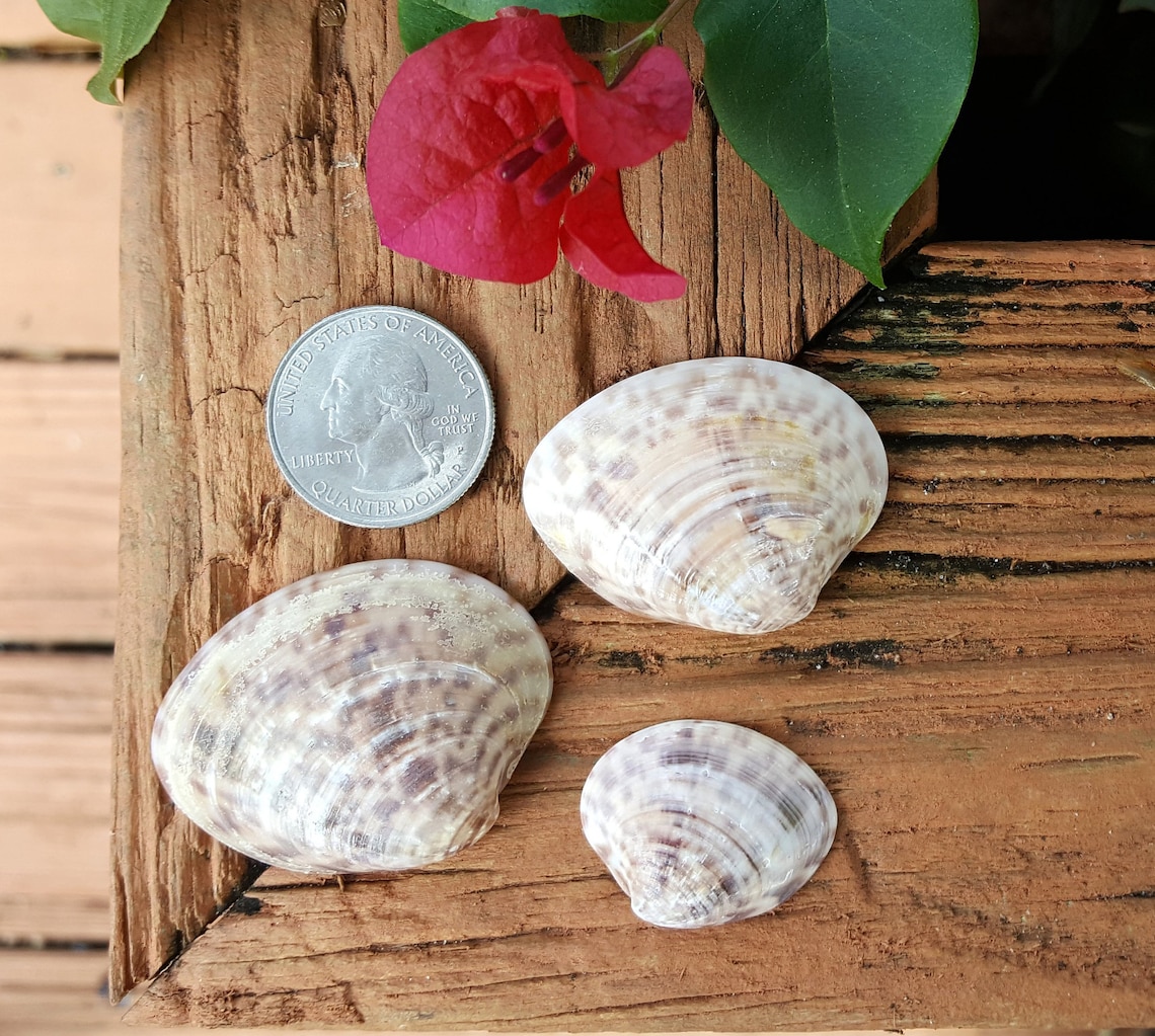 Calico Clam Shells per 8 Oz 75 Pieces Florida Gulf | Etsy